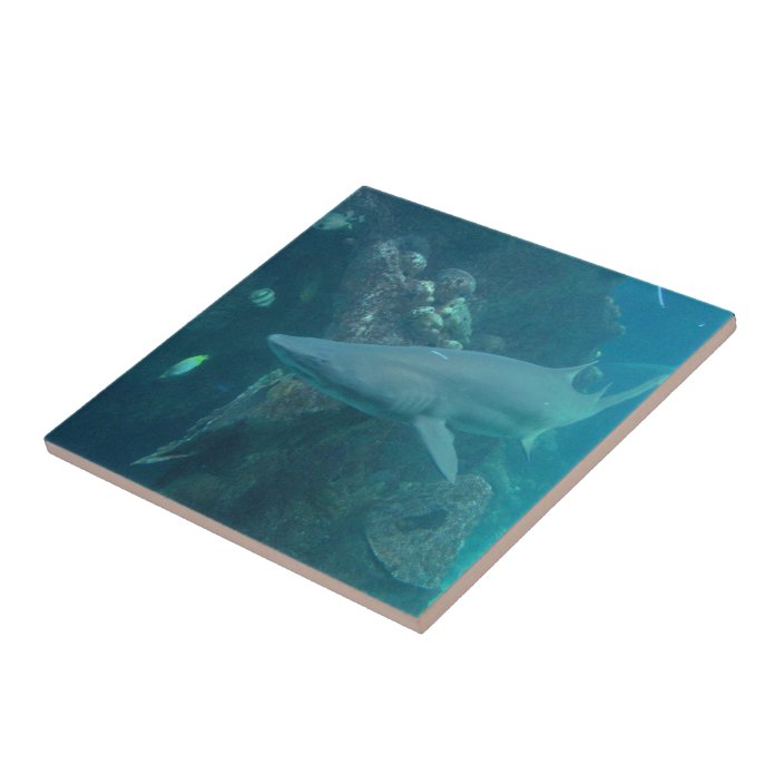 Shark Tile | Zazzle.com