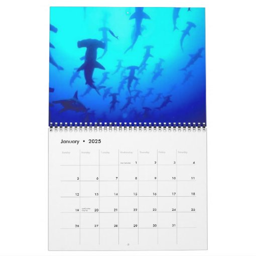 Sharks Calendar 2021 | Zazzle
