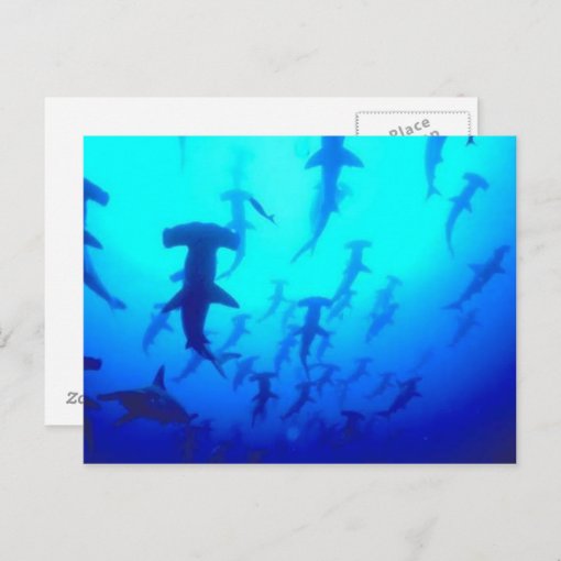 Sharks Postcard | Zazzle