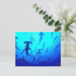 Sharks Postcard | Zazzle