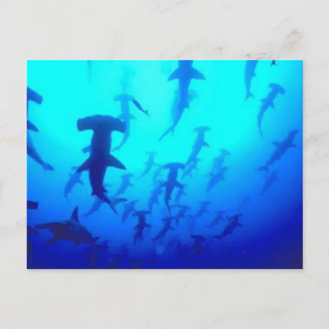 Sharks Postcard | Zazzle