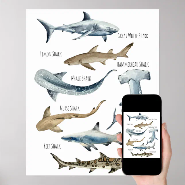 Sharks Poster | Zazzle