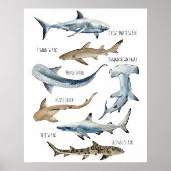 Sharks Poster | Zazzle