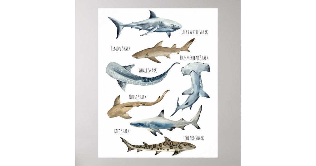 Sharks Poster | Zazzle
