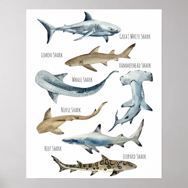 Sharks Poster | Zazzle