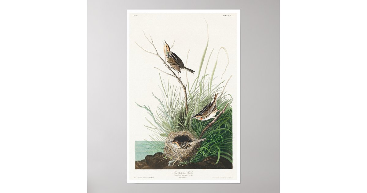 Sharp-tailed Finch by Audubon Poster | Zazzle
