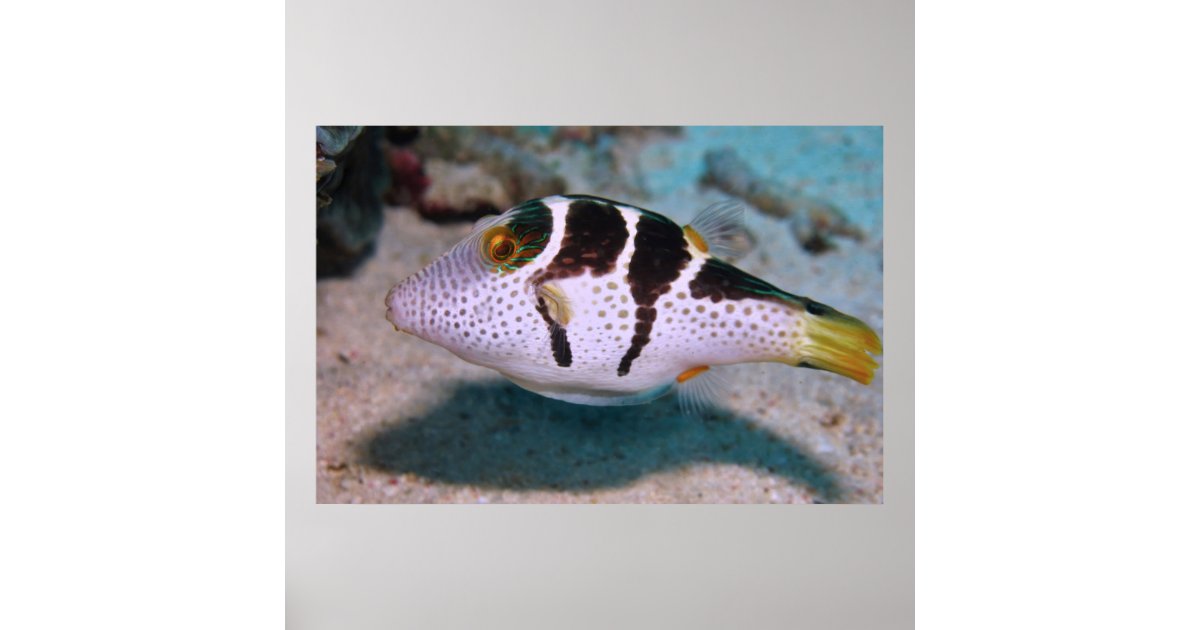Sharpnose Puffer Poster | Zazzle
