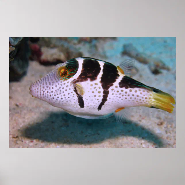 Sharpnose Puffer Poster | Zazzle
