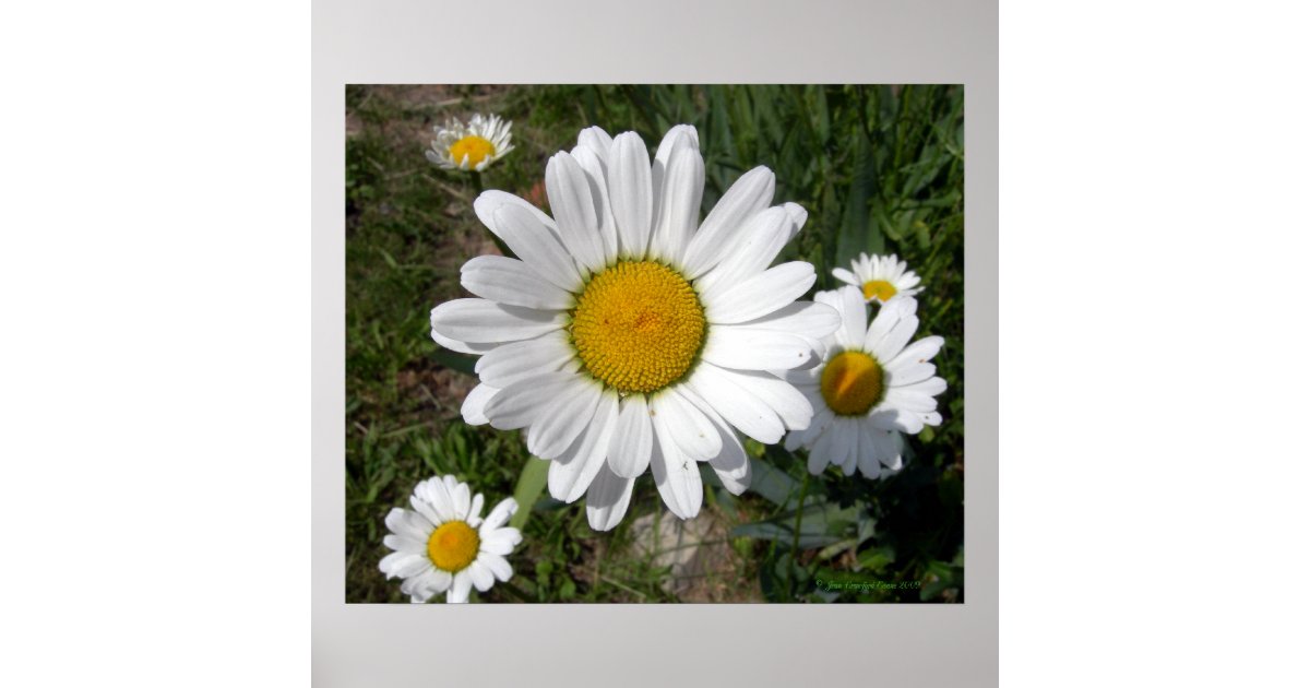 Shasta Daisy (Chrysanthemum maximum) Poster | Zazzle