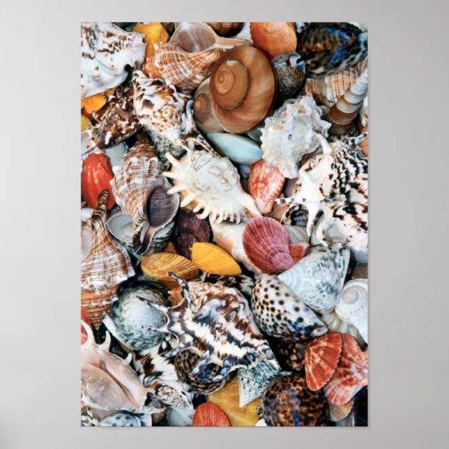 She Sells Sea Shells Poster | Zazzle