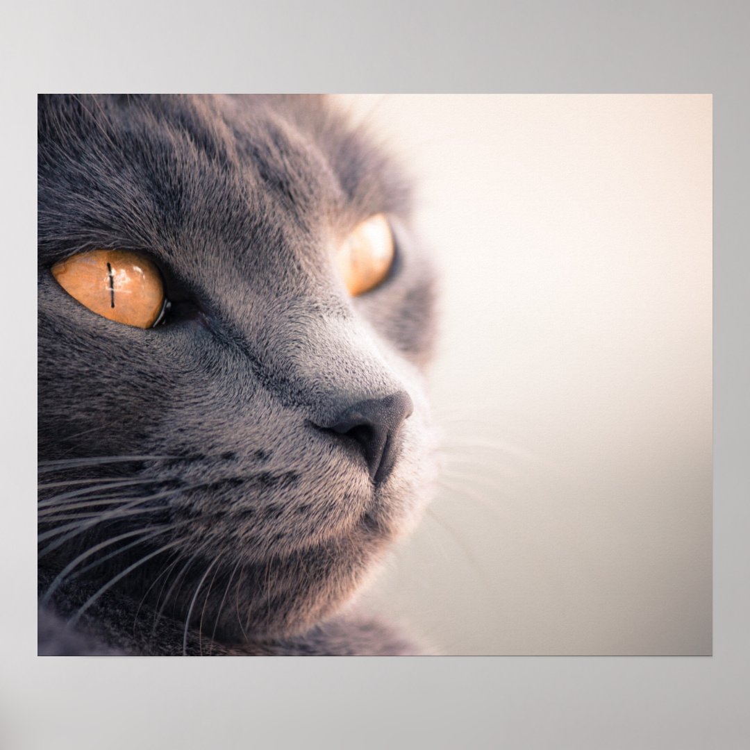 Sheba Cat Poster | Zazzle