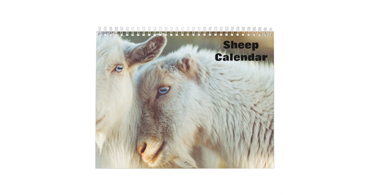 Sheep 2026 calendar | Zazzle