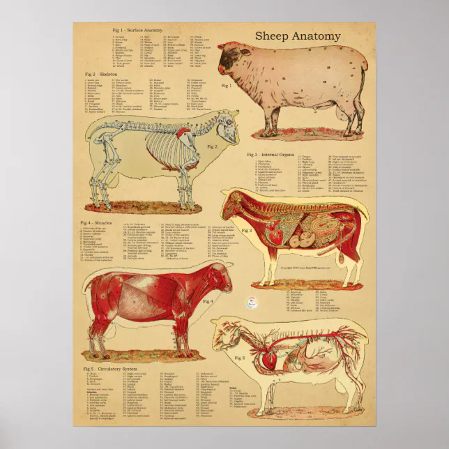 Sheep Anatomy Atlas Chart | Zazzle
