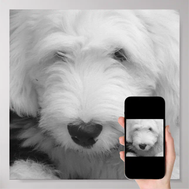 Sheep Dog Photo Poster Print | Zazzle