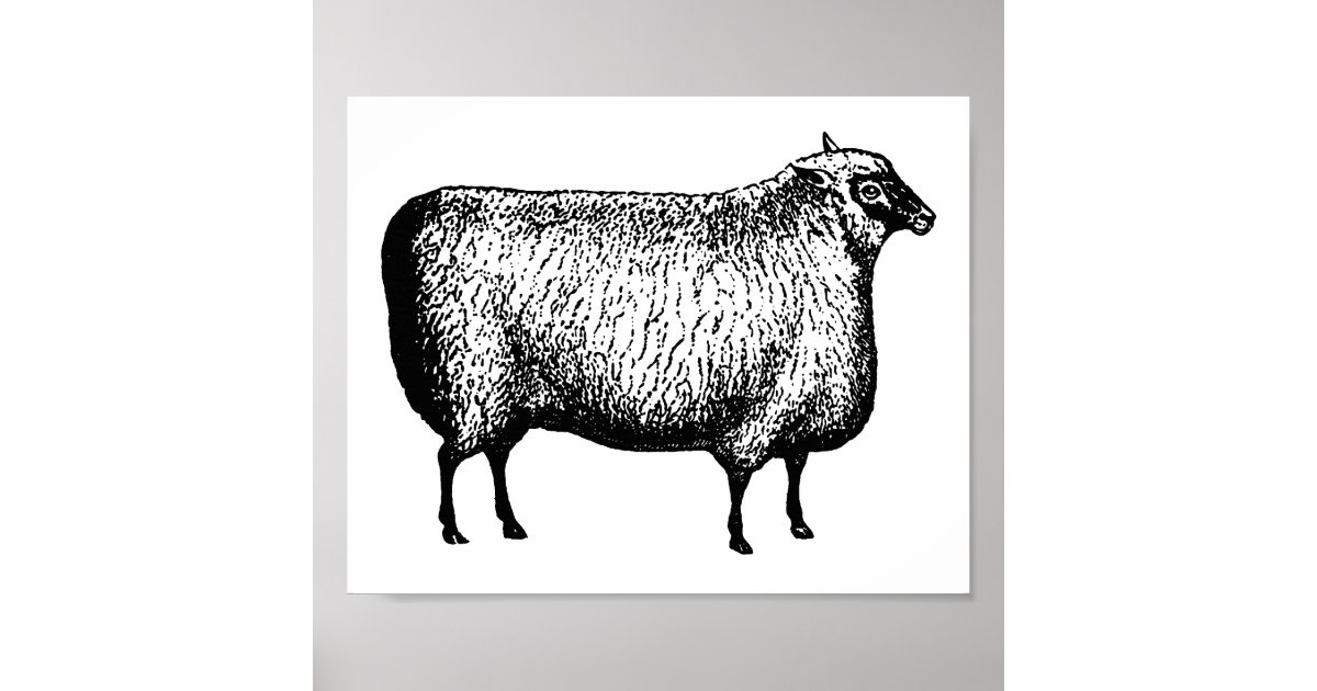 Sheep engraving Print | Zazzle