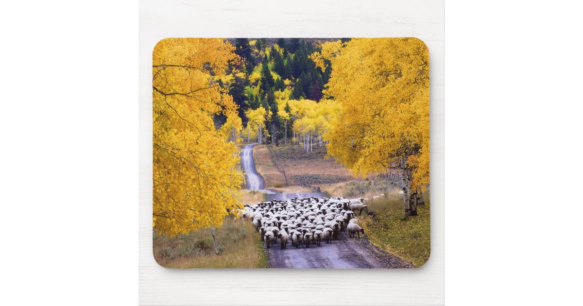 Sheep on Country Road Mouse Pad | Zazzle