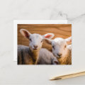 Sheep Postcard | Zazzle