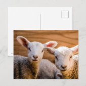 Sheep Postcard | Zazzle