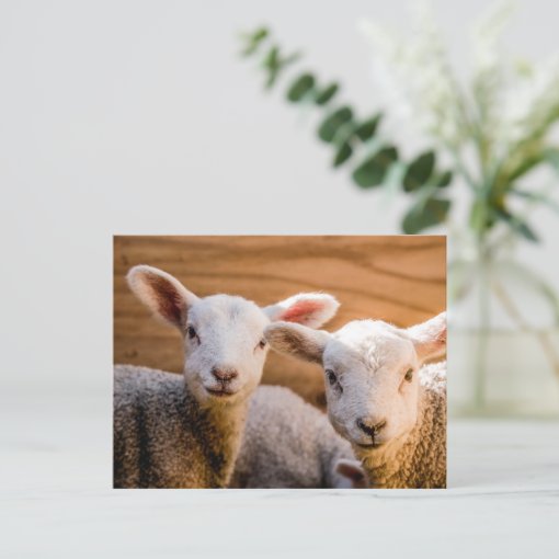 Sheep Postcard | Zazzle