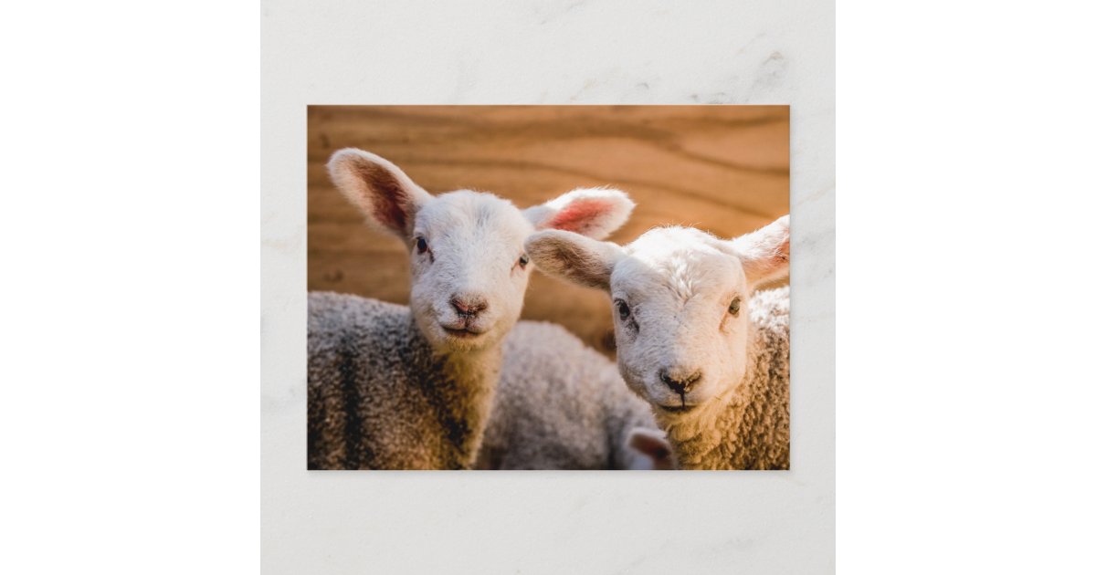 Sheep Postcard | Zazzle