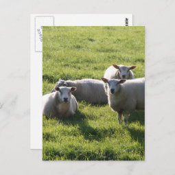 Sheep Postcard | Zazzle
