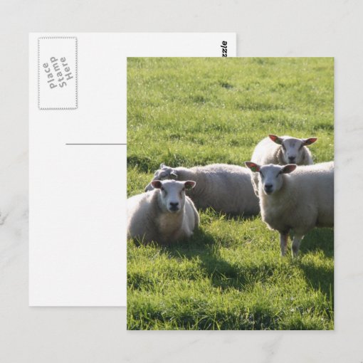 Sheep Postcard | Zazzle
