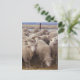 Sheep Postcard | Zazzle