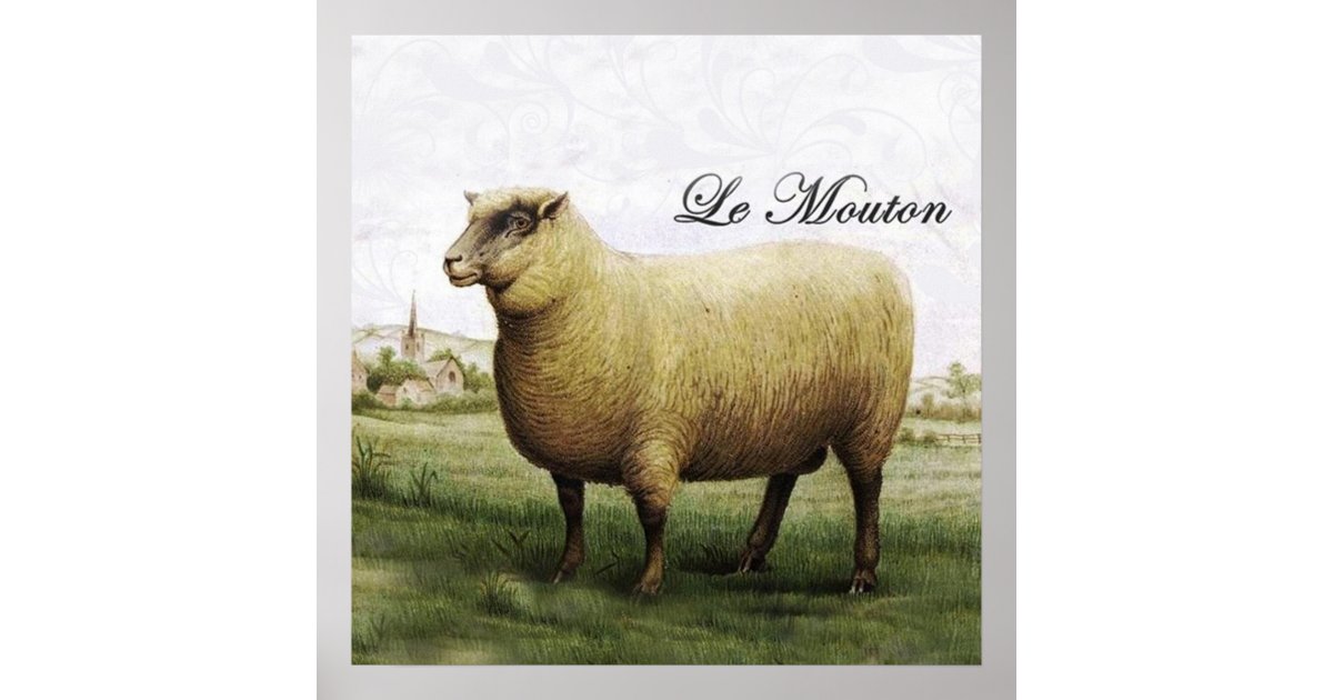 Sheep Poster | Zazzle