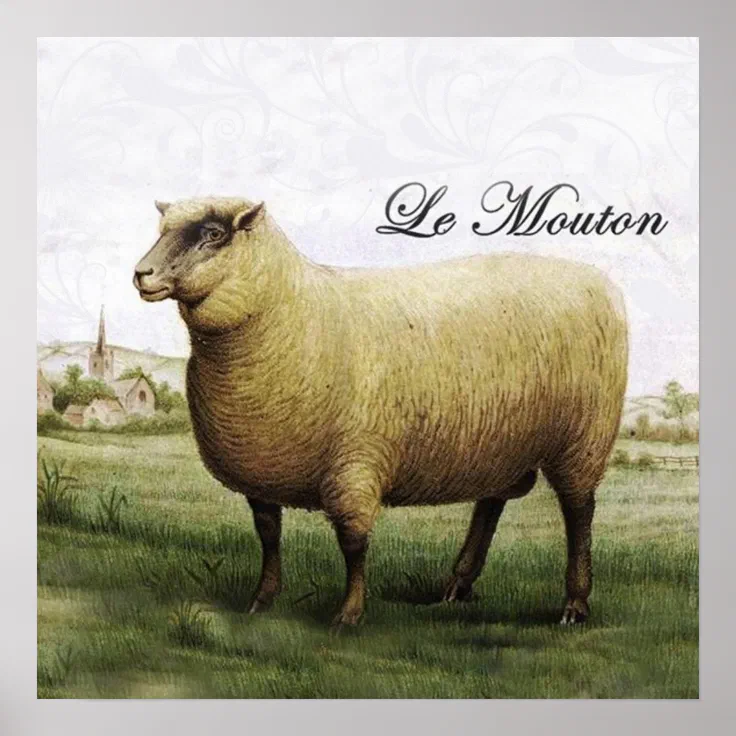 Sheep Poster | Zazzle