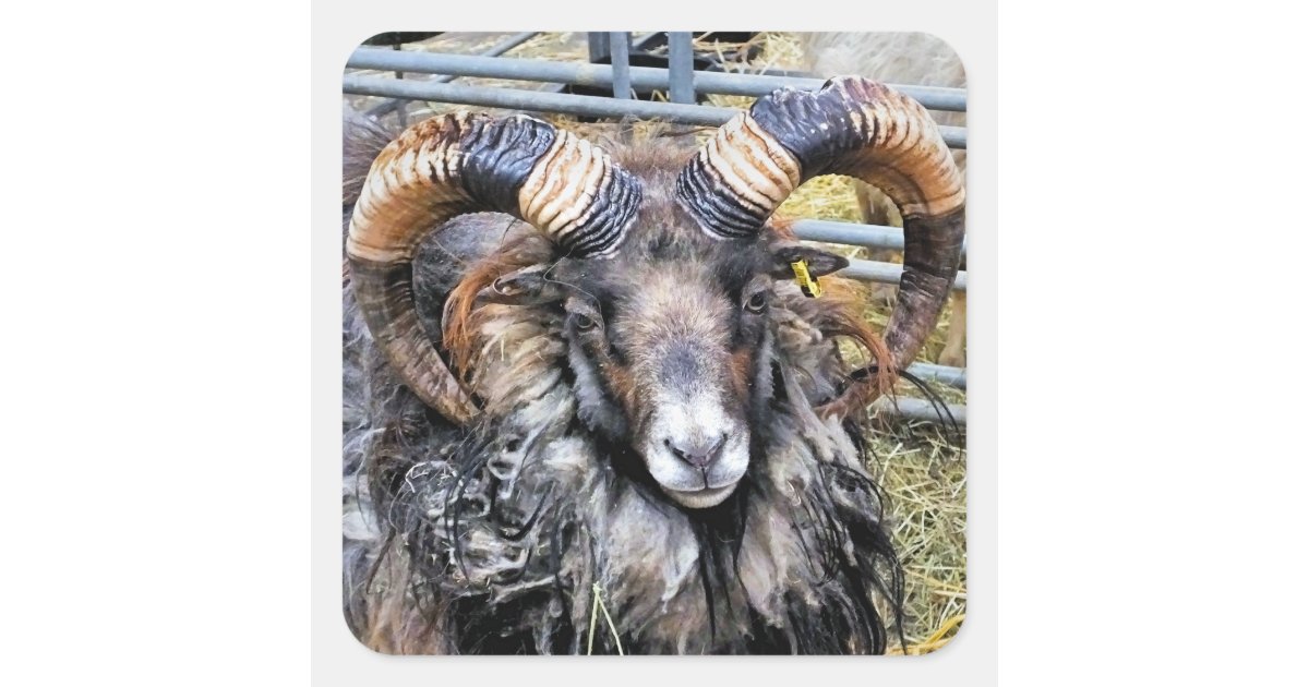 SHEEP SQUARE STICKER | Zazzle