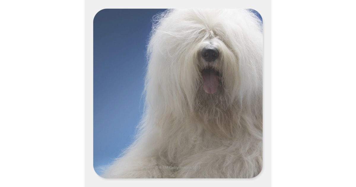 Sheepdog Square Sticker | Zazzle