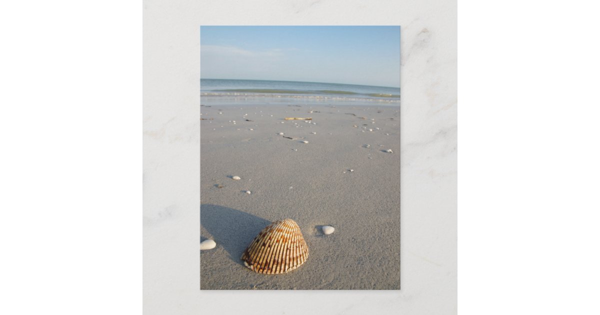 Shell Beach Postcard | Zazzle