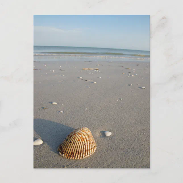 Shell Beach Postcard | Zazzle