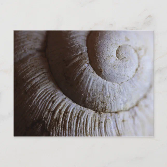 Shell Seashell Spiral Pattern Postcard | Zazzle