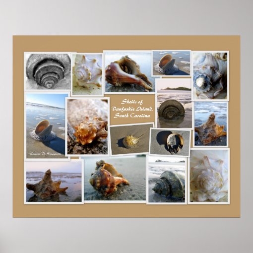 Shells of Daufuskie Island, SC Poster | Zazzle