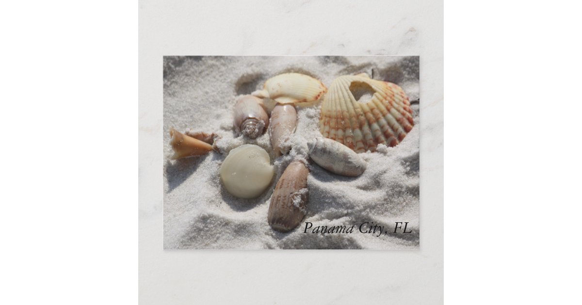 Shells Postcard | Zazzle