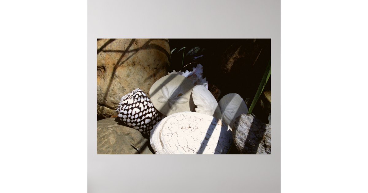 Shells Poster | Zazzle