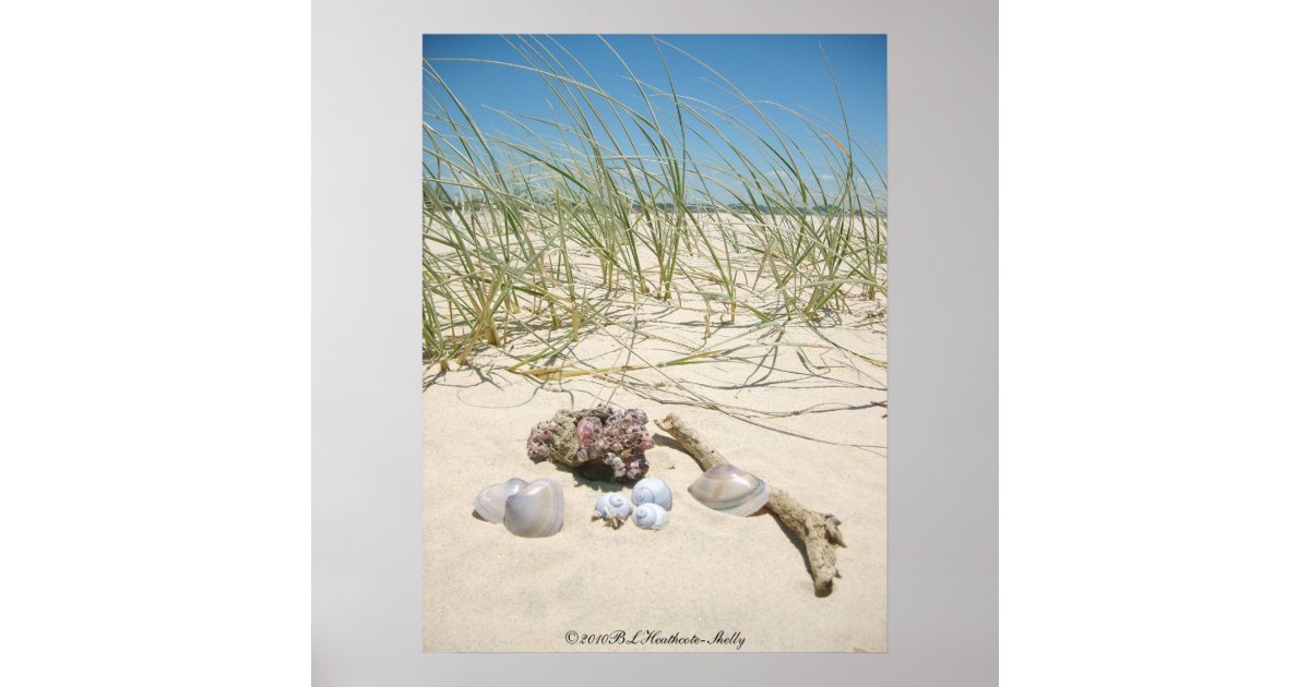 Shells Poster | Zazzle.com
