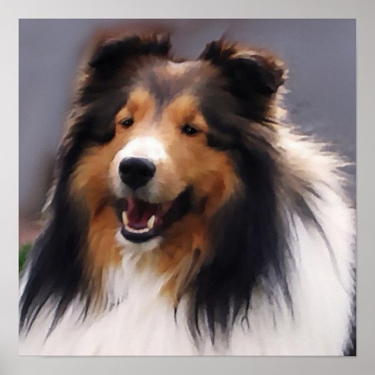 Sheltie Art Print | Zazzle.com