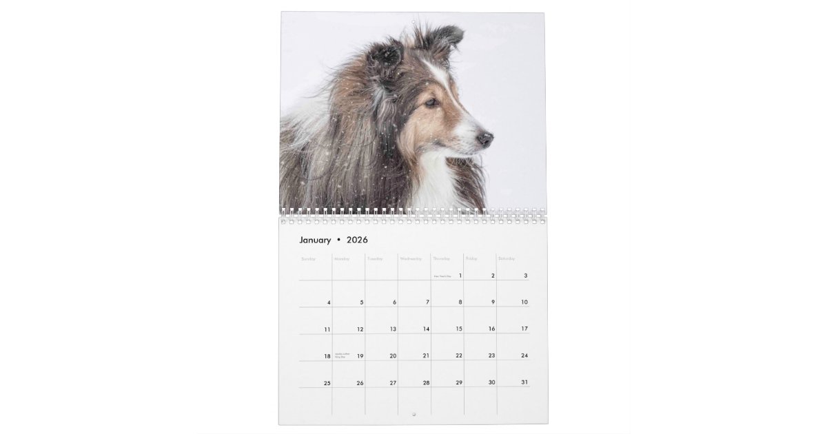 Sheltie Calendar | Zazzle