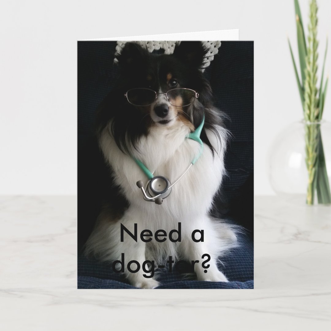 Sheltie Get Well Card | Zazzle