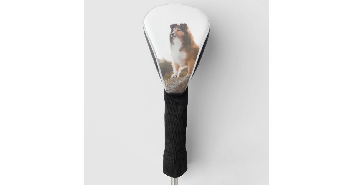 Sheltie on Cliff protecting heard during sunset Golf Head Cover | Zazzle