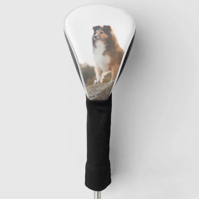 Sheltie on Cliff protecting heard during sunset Golf Head Cover | Zazzle