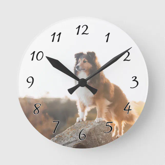 Sheltie on Cliff protectng heard during sunset Round Clock | Zazzle