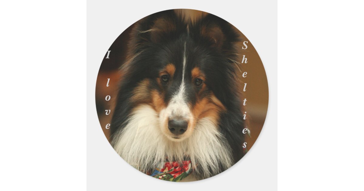 Sheltie sticker | Zazzle