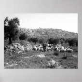 Shepherd and sheep outside of Bethlehem Poster | Zazzle