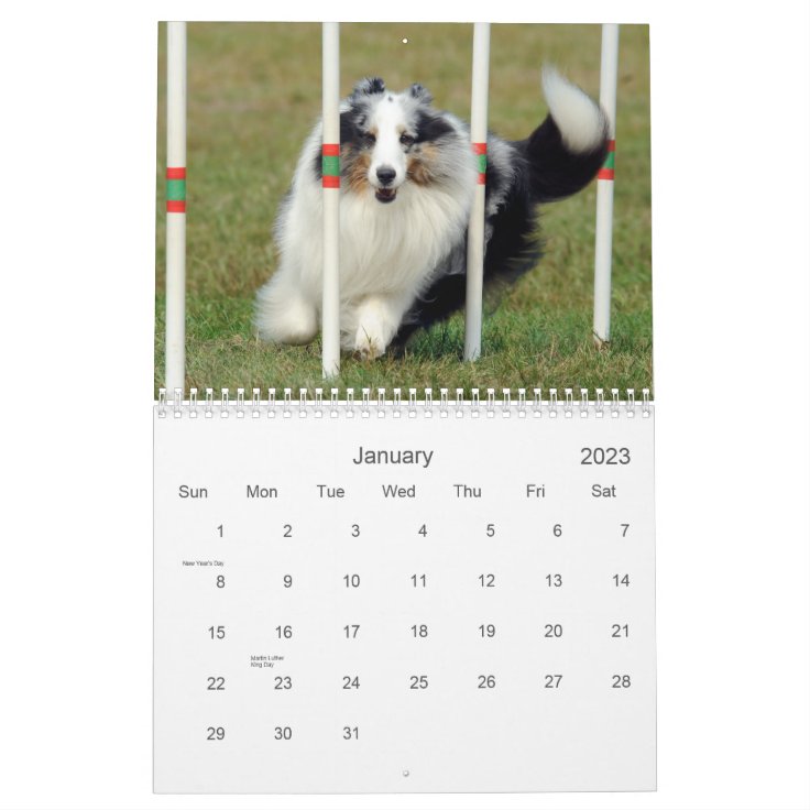 Shetland Sheepdog Agility Calendar | Zazzle