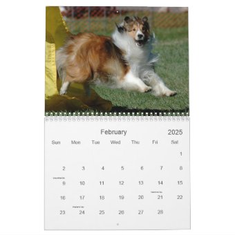 Shetland Sheepdog Agility Calendar | Zazzle