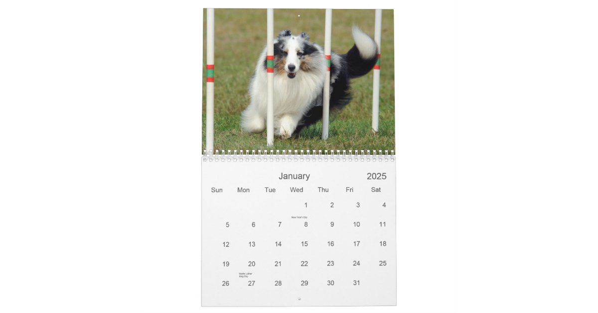 Shetland Sheepdog Agility Calendar | Zazzle