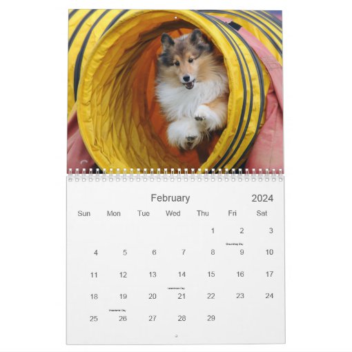 Shetland Sheepdog Agility Calendar | Zazzle